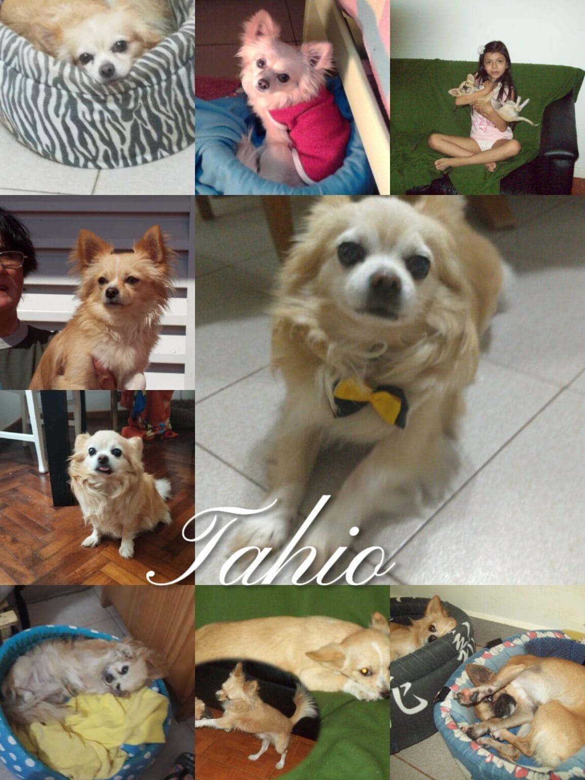 Tahio - Masco Parque